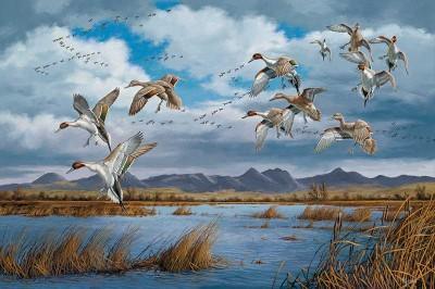 Shop Artist Profile: David A. Maass From Wild Wings