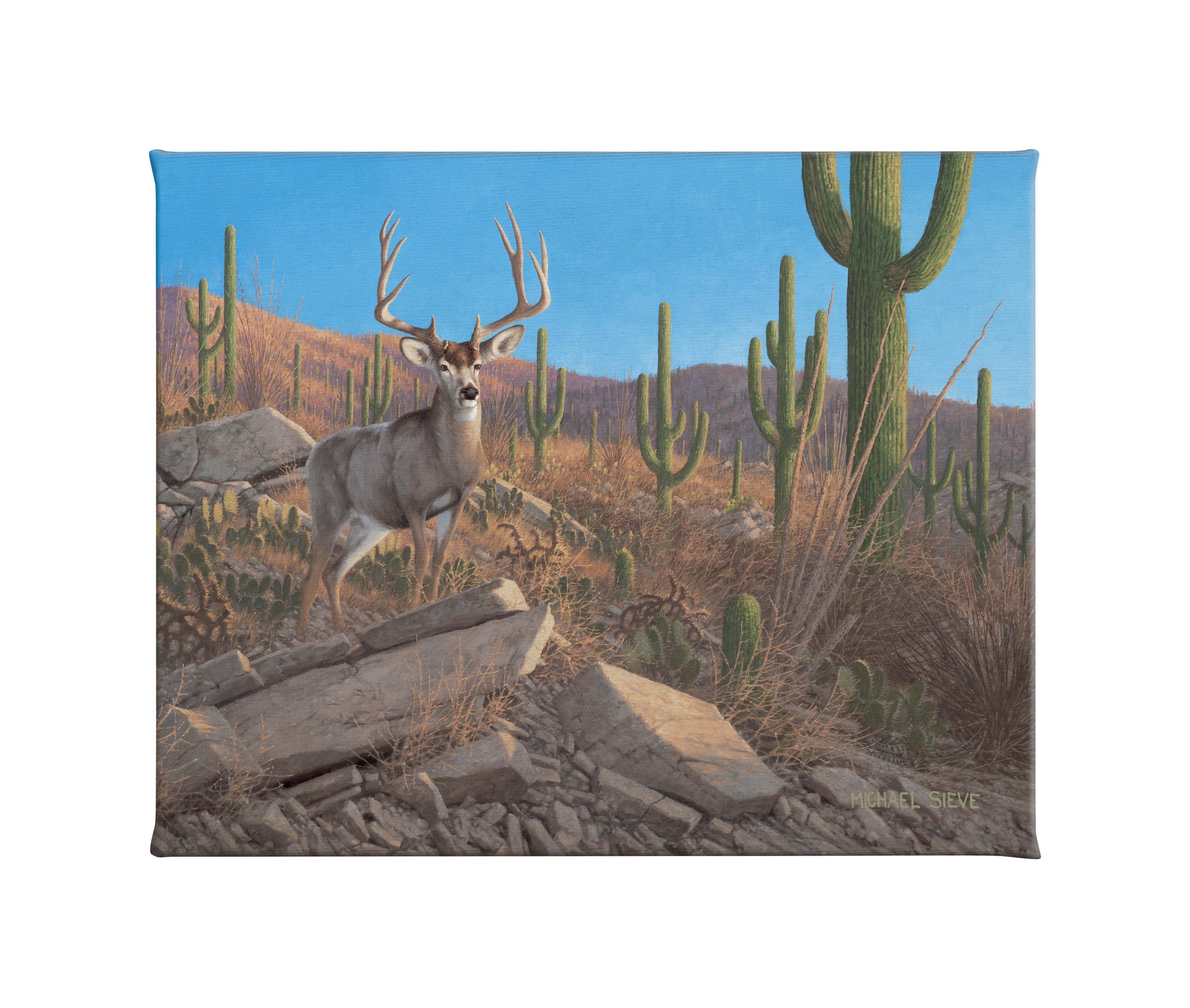 Sonora Sunrise - Mule Deer - 16" x 20.5" Gallery Wrapped Canvas Gallery ...
