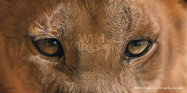 Lion Eyes - Limited Edition Paper Limited Edition Paper from Wild Wings